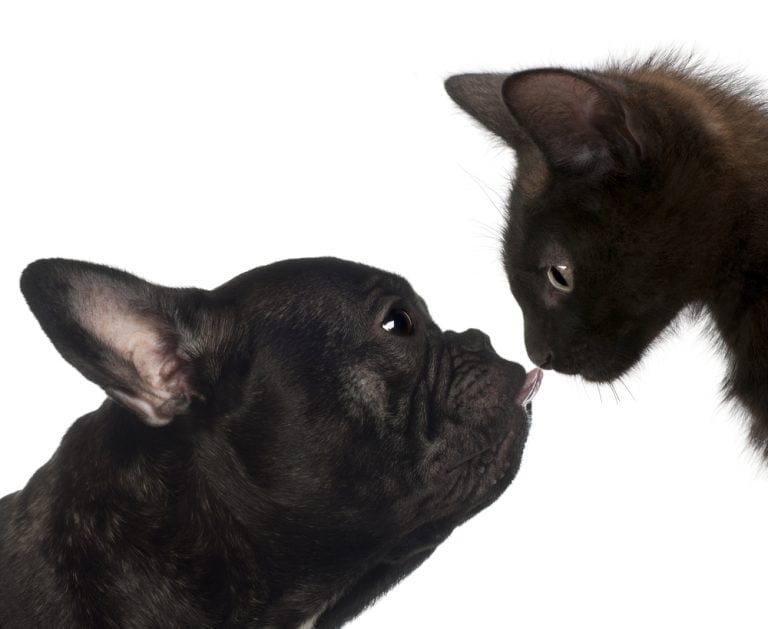 French Bulldogs and Cats: How to Introduce Them Smoothly | Happy French ...