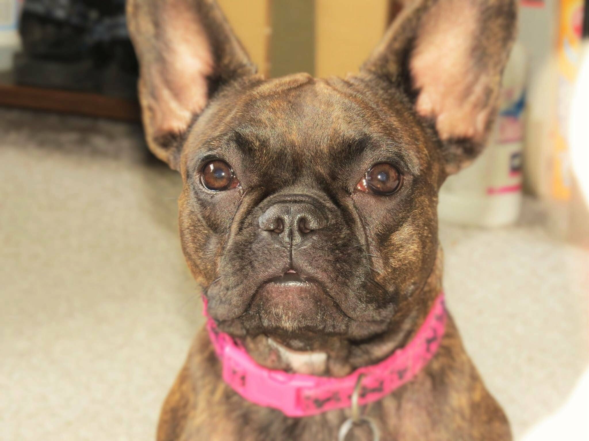 Frenchton Breed Guide: Everything You Should Know