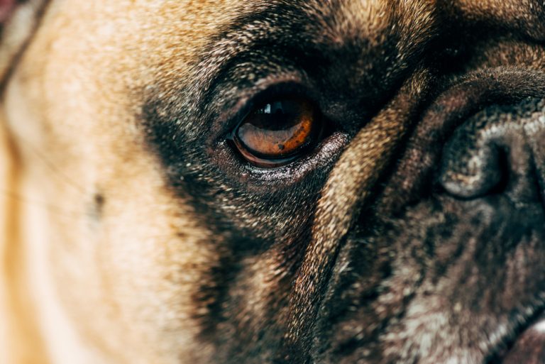 French Bulldog Cherry Eye: Causes, Symptoms, and Treatment