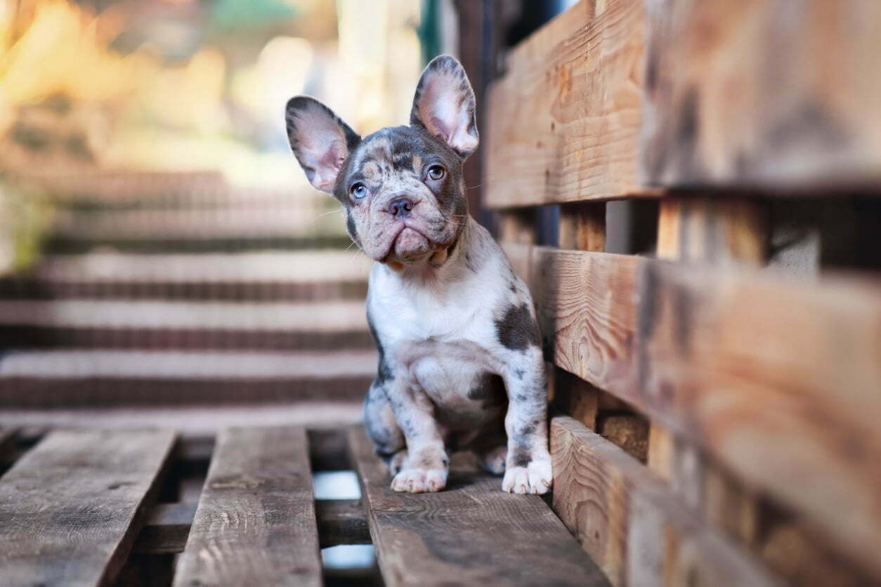 Merle French Bulldog Guide: Everything You Should Know