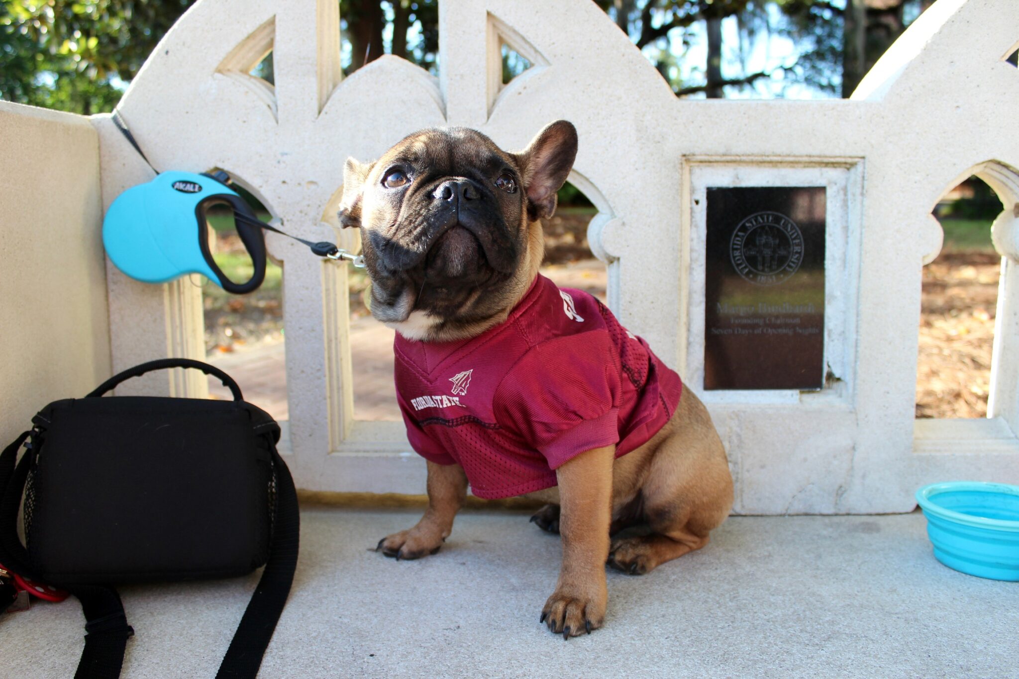 Why Is My French Bulldog Growling? Top 8 Reasons