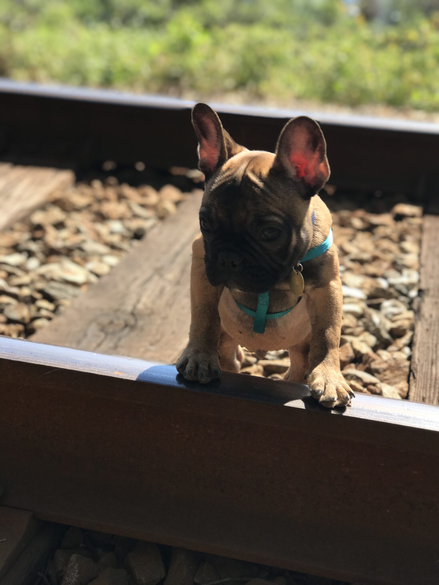 Why Is My French Bulldog Growling? Top 8 Reasons