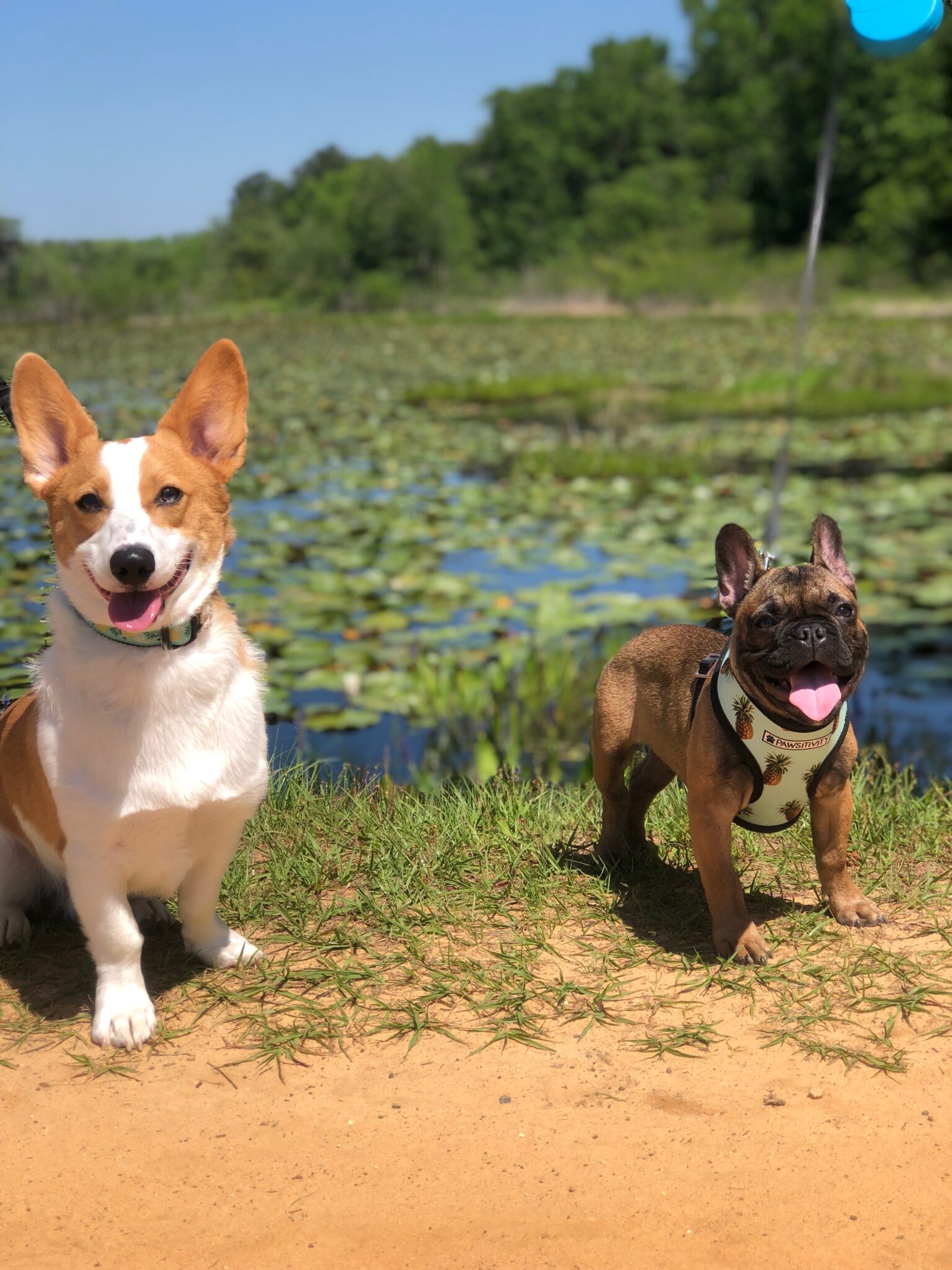 Why Is My French Bulldog Growling? Top 8 Reasons