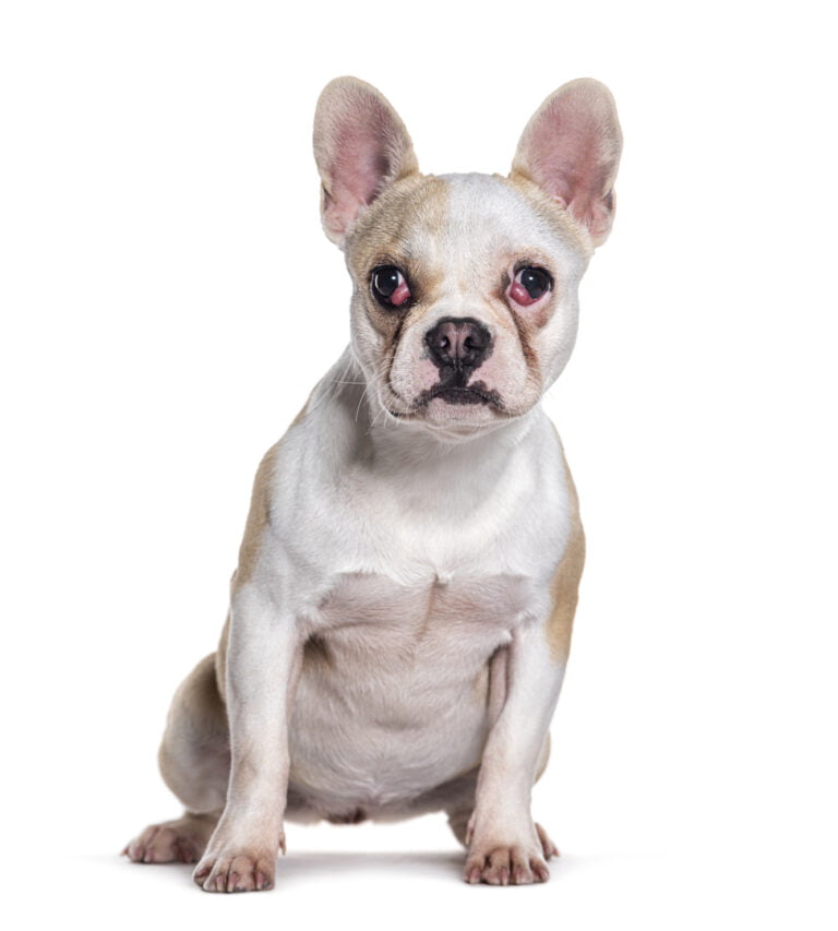 French Bulldog Cherry Eye: Causes, Symptoms, and Treatment
