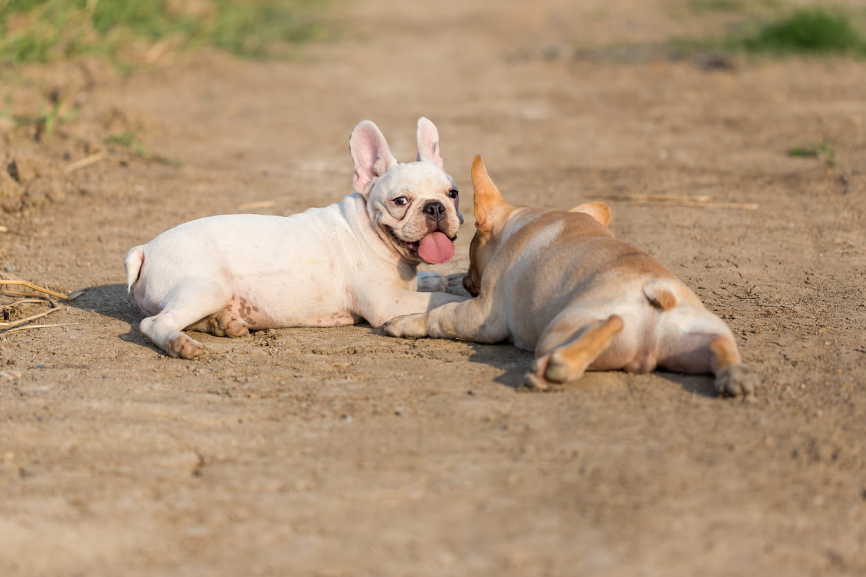 Why Do French Bulldogs Fart So Much? Causes & Solutions