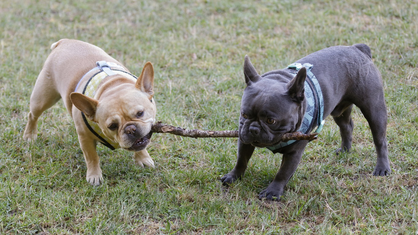 Are French Bulldogs Aggressive?