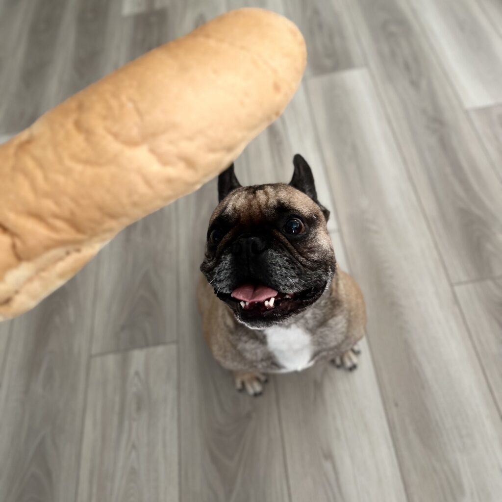 Happy French Bulldog | French Bulldog Care & Tips